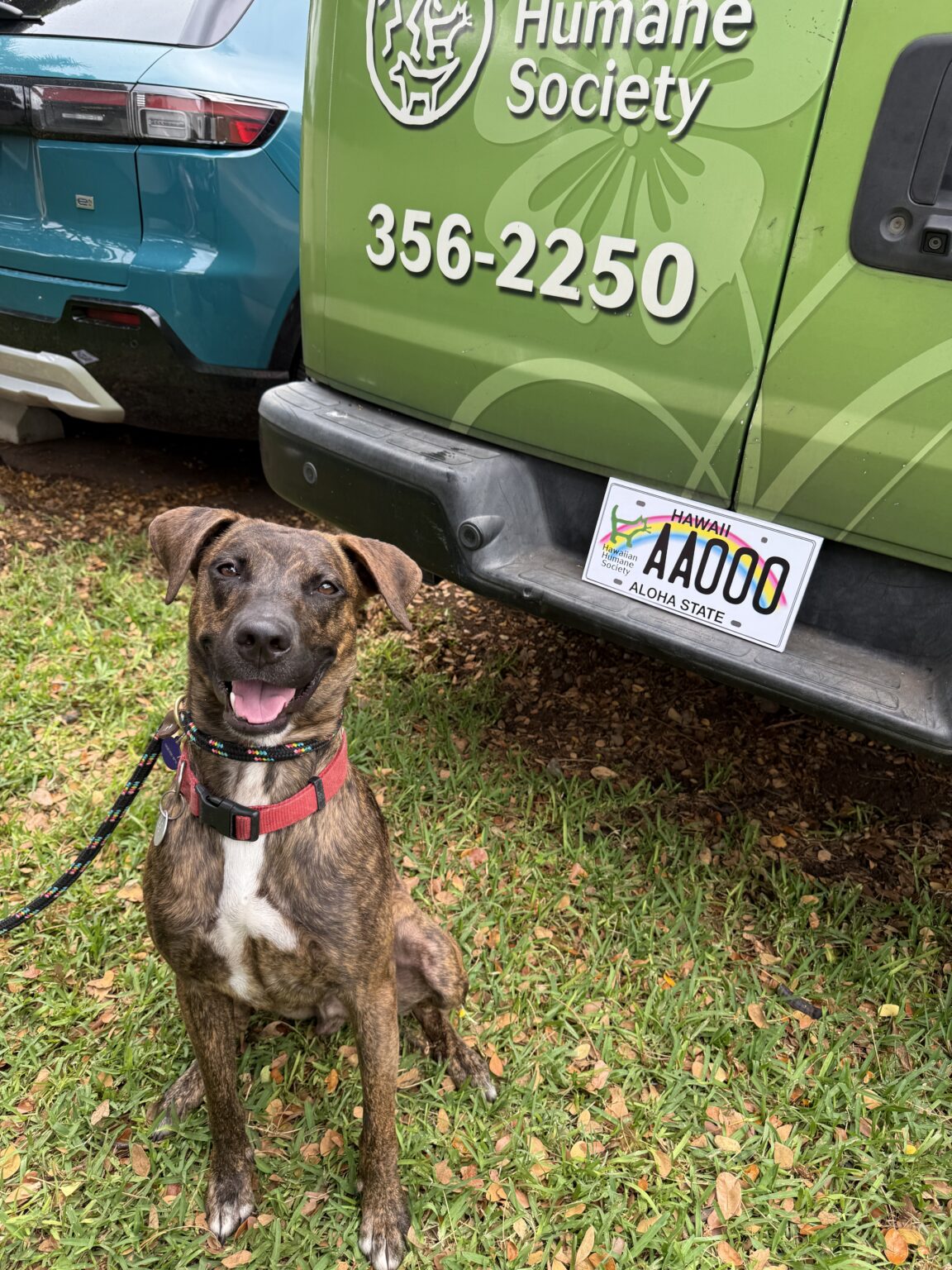 Drive Your Support for Oʻahu’s Animals with Specialty License Plates ...